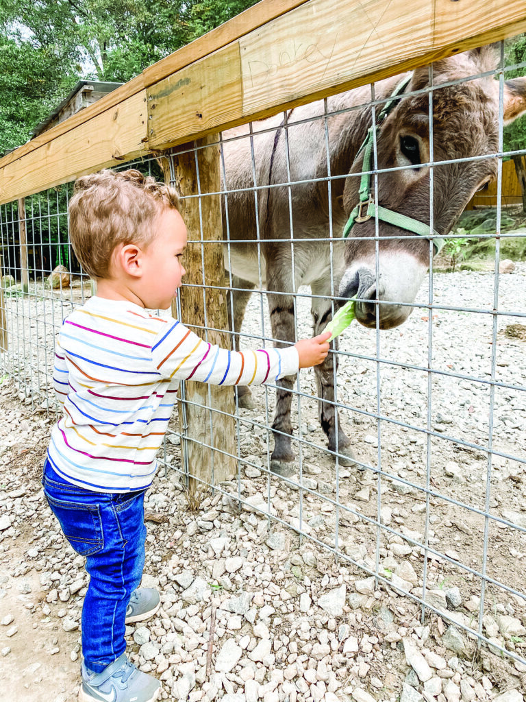 Never Have I Ever… Been to Yellow River Wildlife Sanctuary - The DiG
